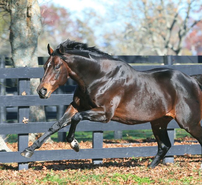 Registrations and Stud Book - NZTR